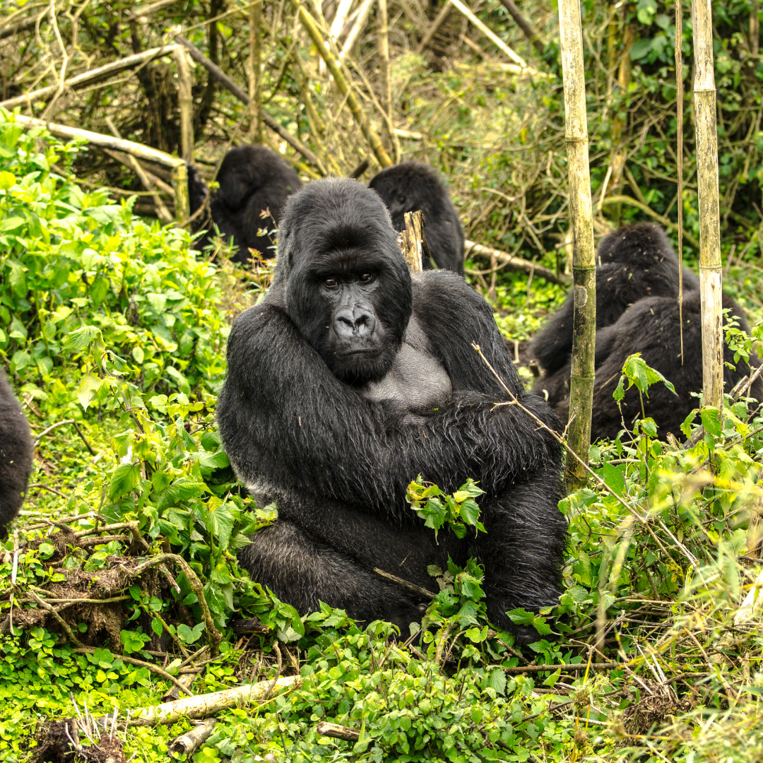 Gorilla Trekking in Rwanda- Everything You Need To Know - She's ...